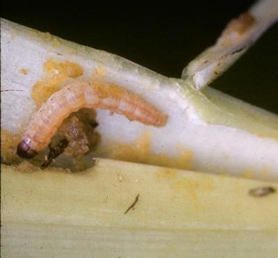 Redirecting to https://extension.umd.edu/resource/iris-borer